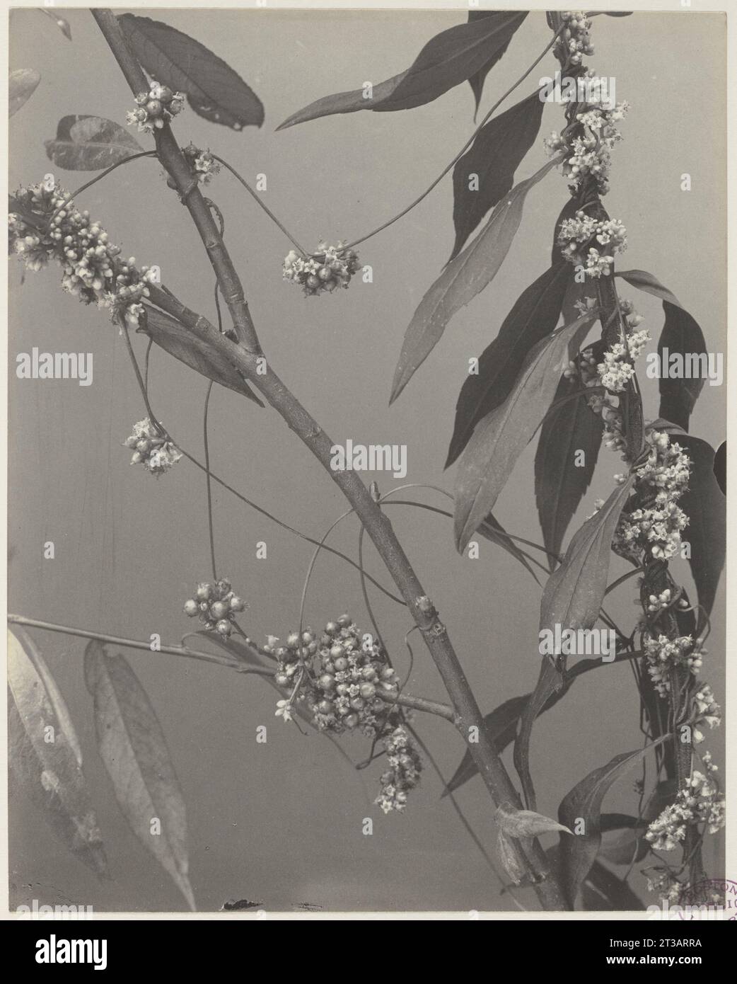 Dodder vine hi-res stock photography and images - Alamy