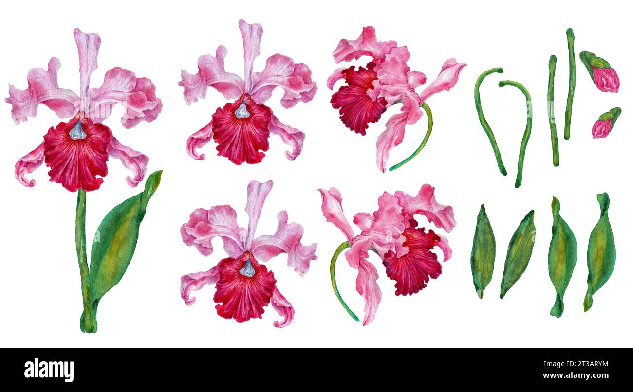 Orchid. Watercolor drawing of an orchid flower. Botanical illustration ...