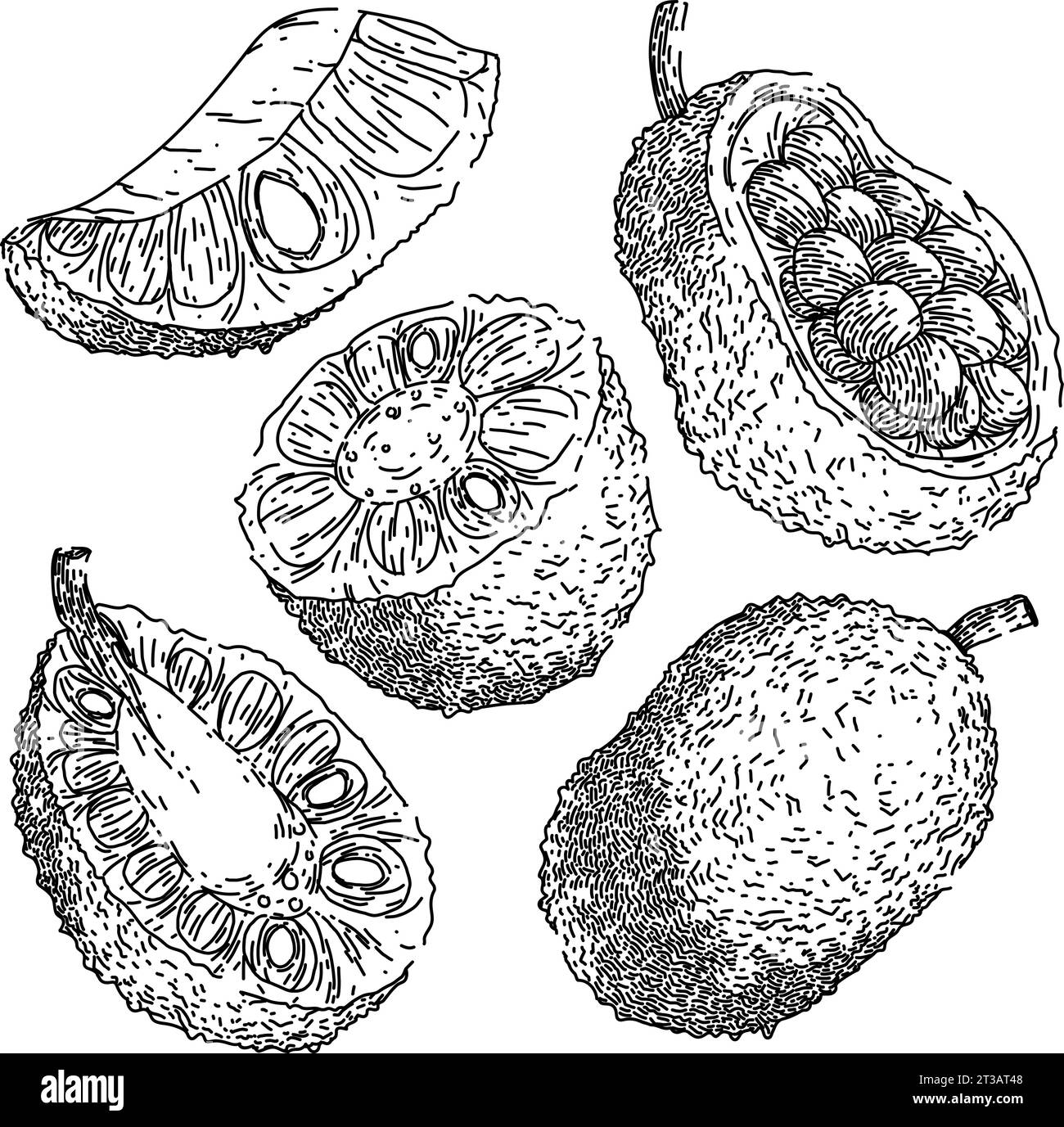 jackfruit set sketch hand drawn vector Stock Vector Image & Art - Alamy