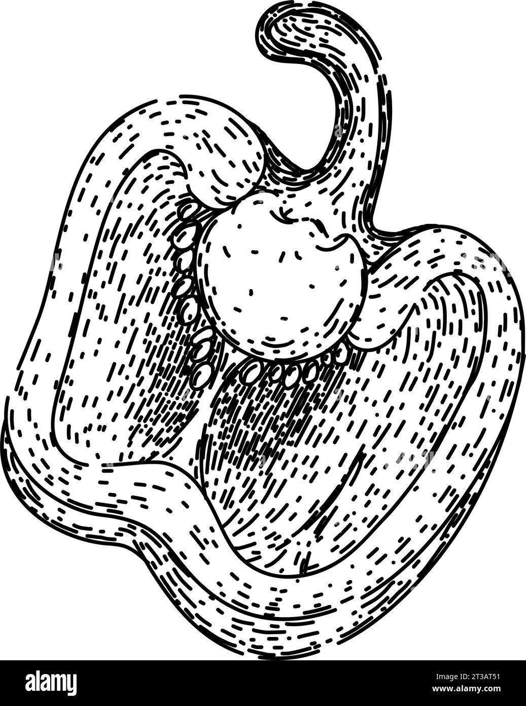 ingredient pepper spice sketch hand drawn vector Stock Vector Image ...