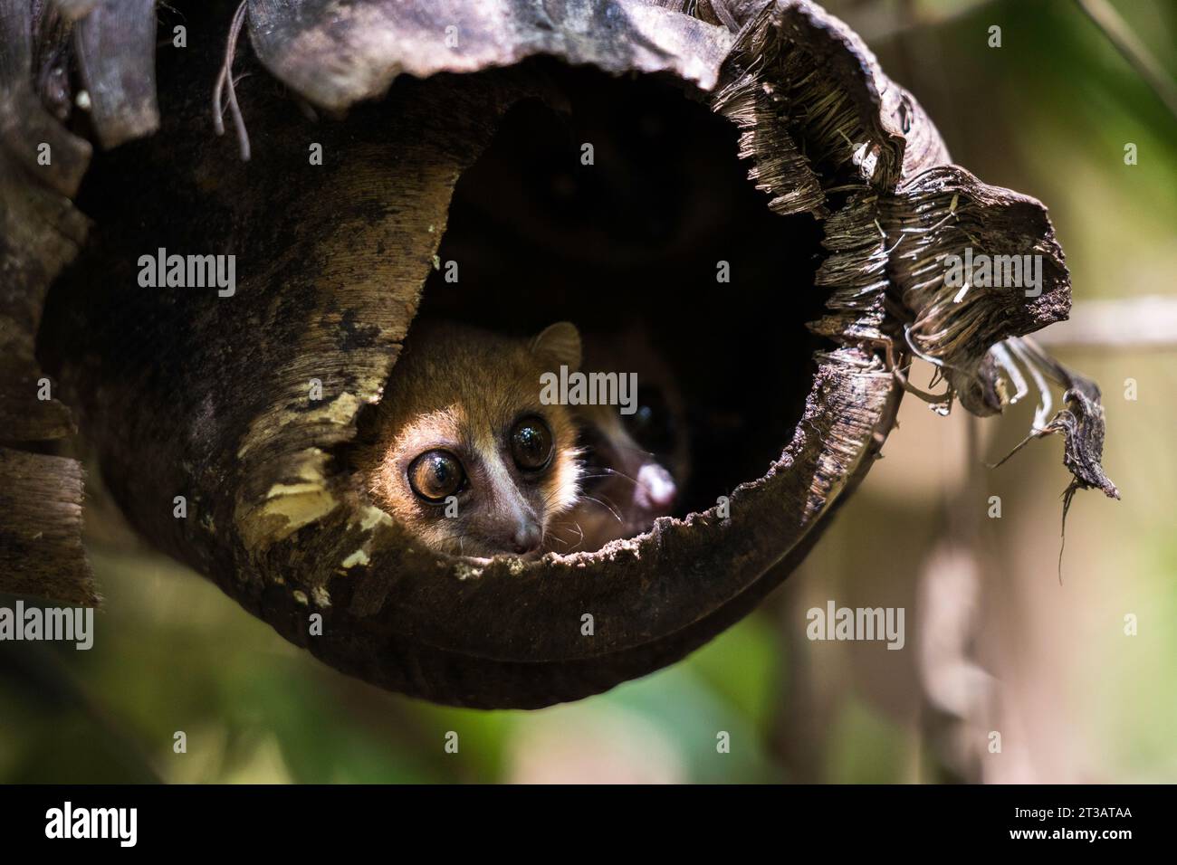 Two little Mouse Lemurs (Genus Microcebus) hiding in a dried branch ...