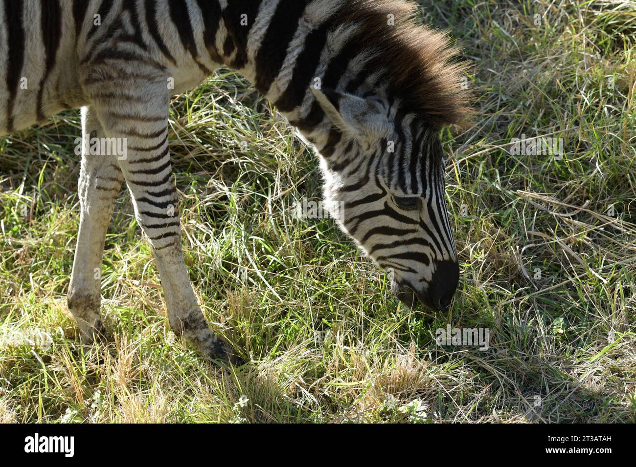 Beautiful African animal, face of Plains Zebra eating grass, Equus ...