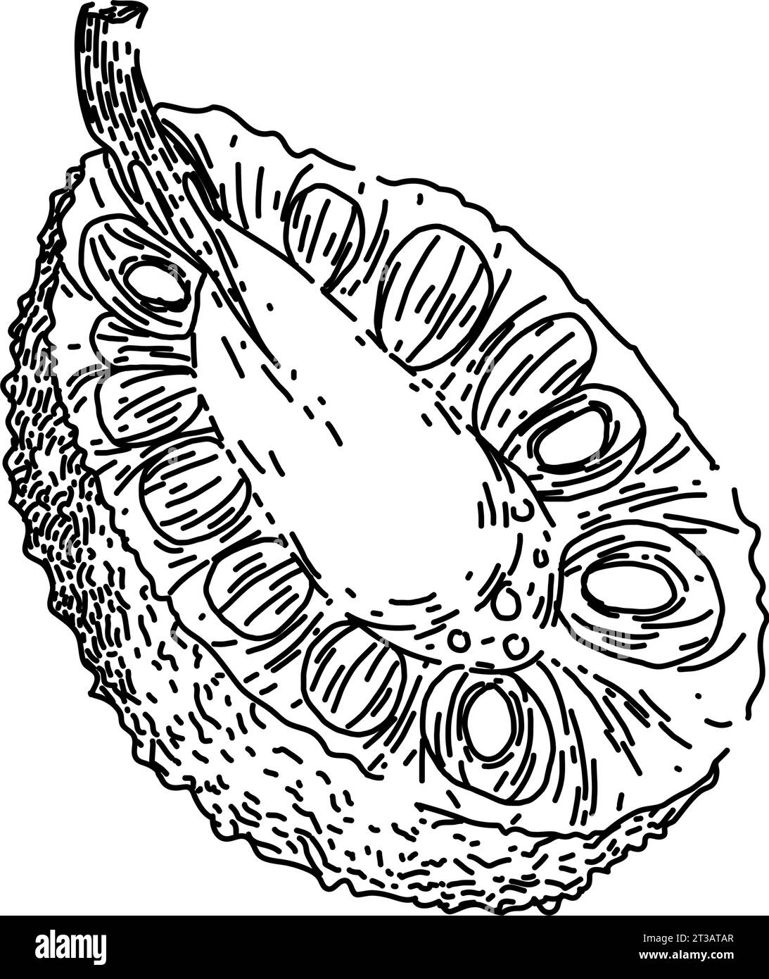 green jackfruit sketch hand drawn vector Stock Vector Image & Art - Alamy