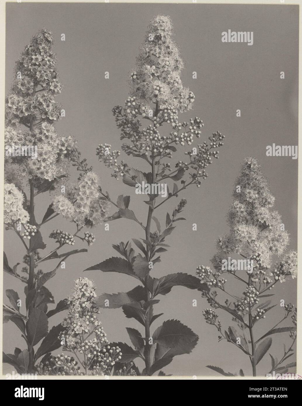 Spiraea latifolia hi-res stock photography and images - Alamy
