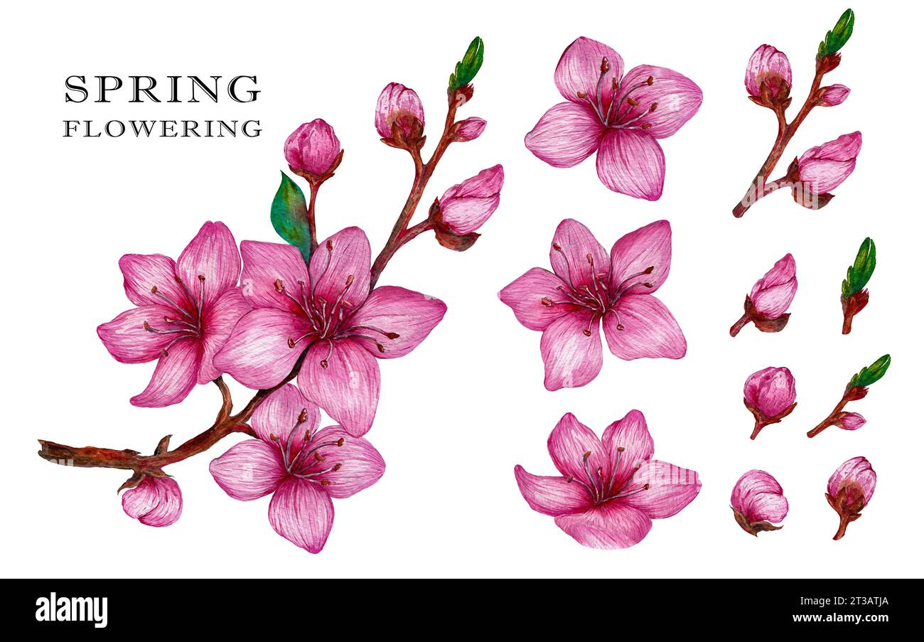 Spring flowering branch. Romantic composition. Botanical sketch. Peach ...