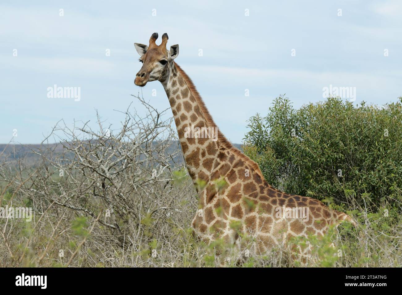 Africa animal, Giraffe, Giraffa camelopardalis, in natural terrain ...