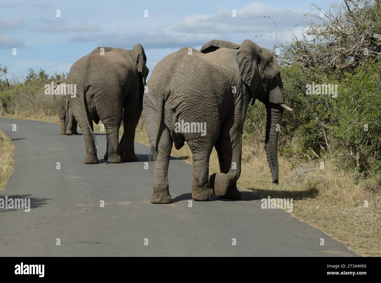 Three African elephant walking in road, Loxodonta africa, large land ...