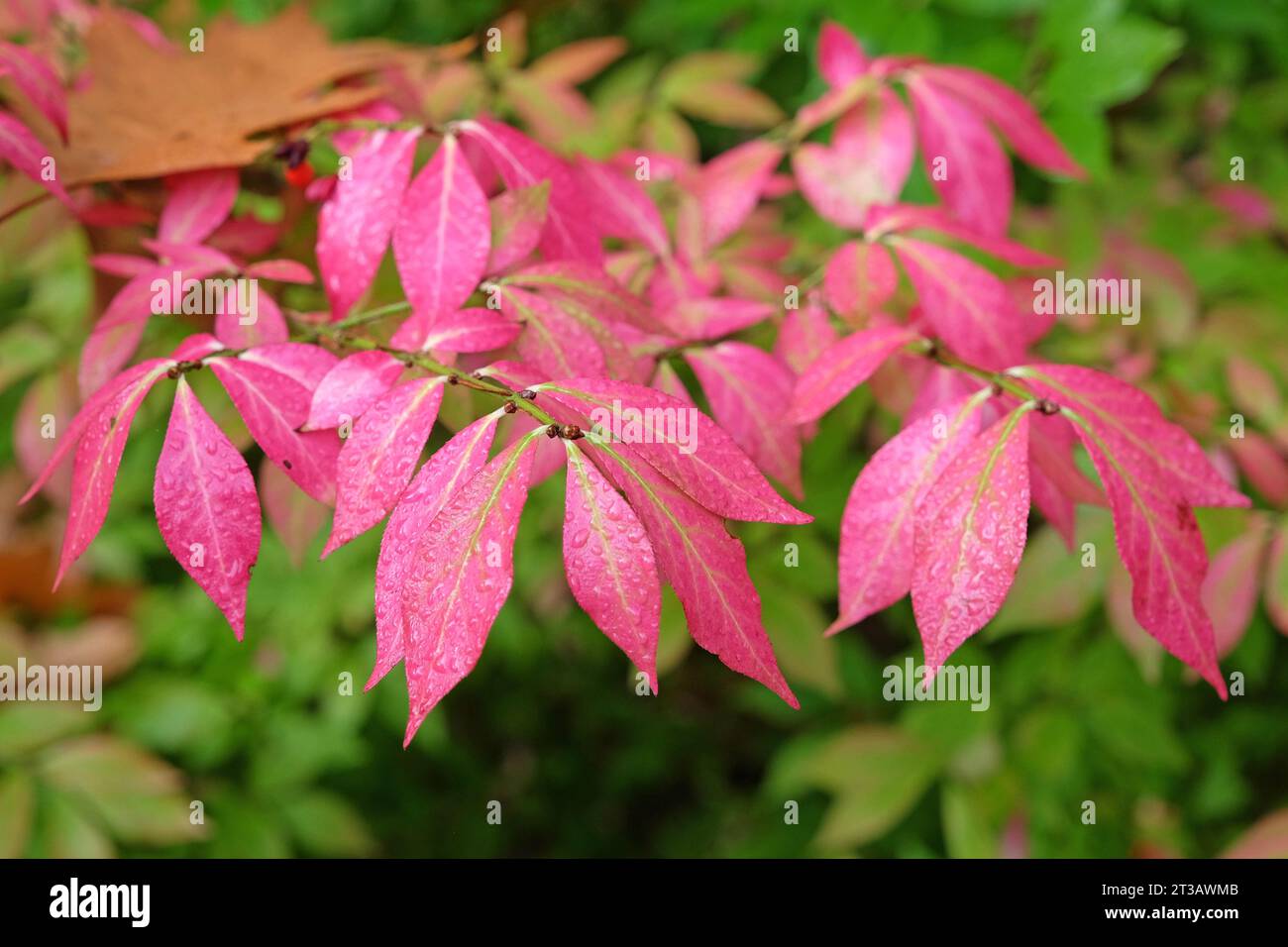 Pink leaves of the Euonymus Alatus spindle tree, also known as a ...