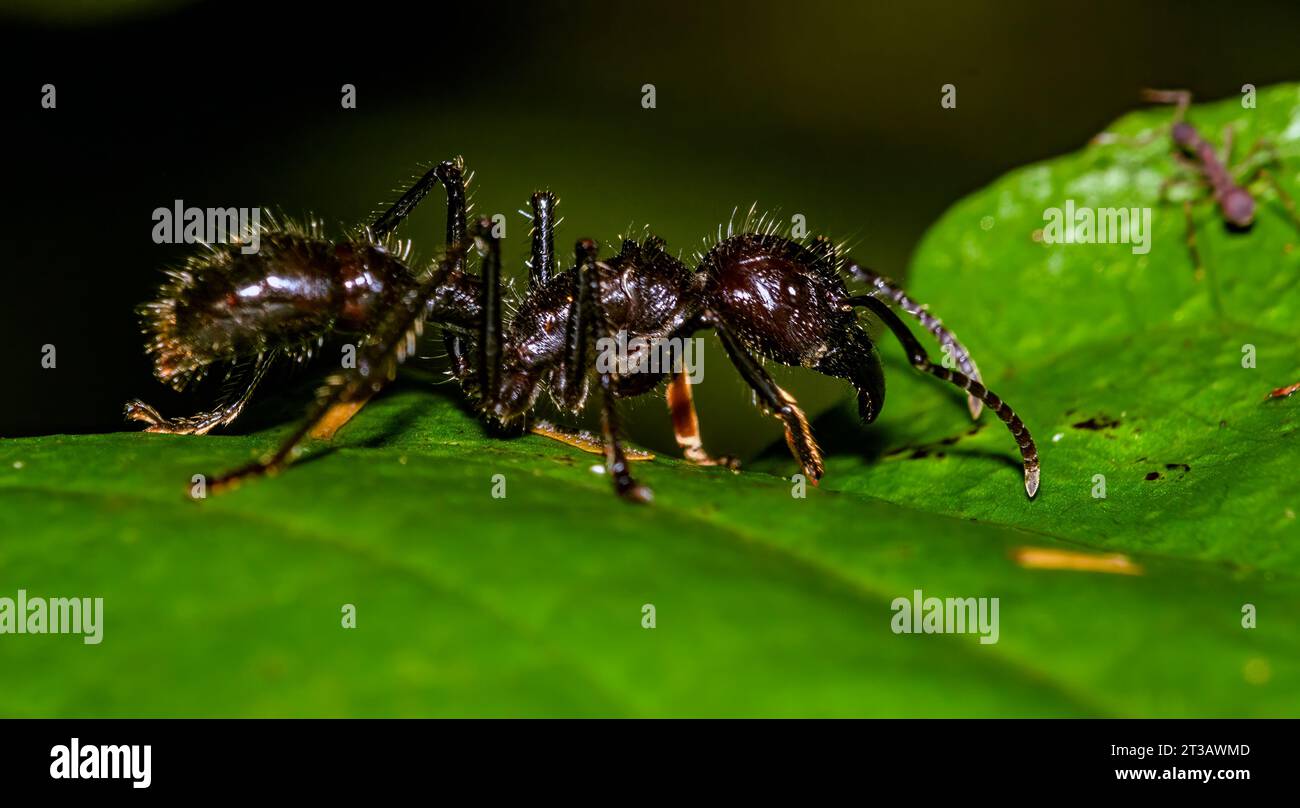 Bullet ant (Paraponera sp., P. clavata?) from Las Arrieras, Costa Rica ...