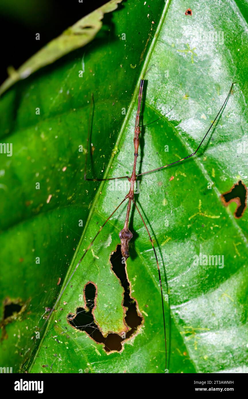 Unidentified stick insect (Order Phasmatodea) from Las Arrieras ...
