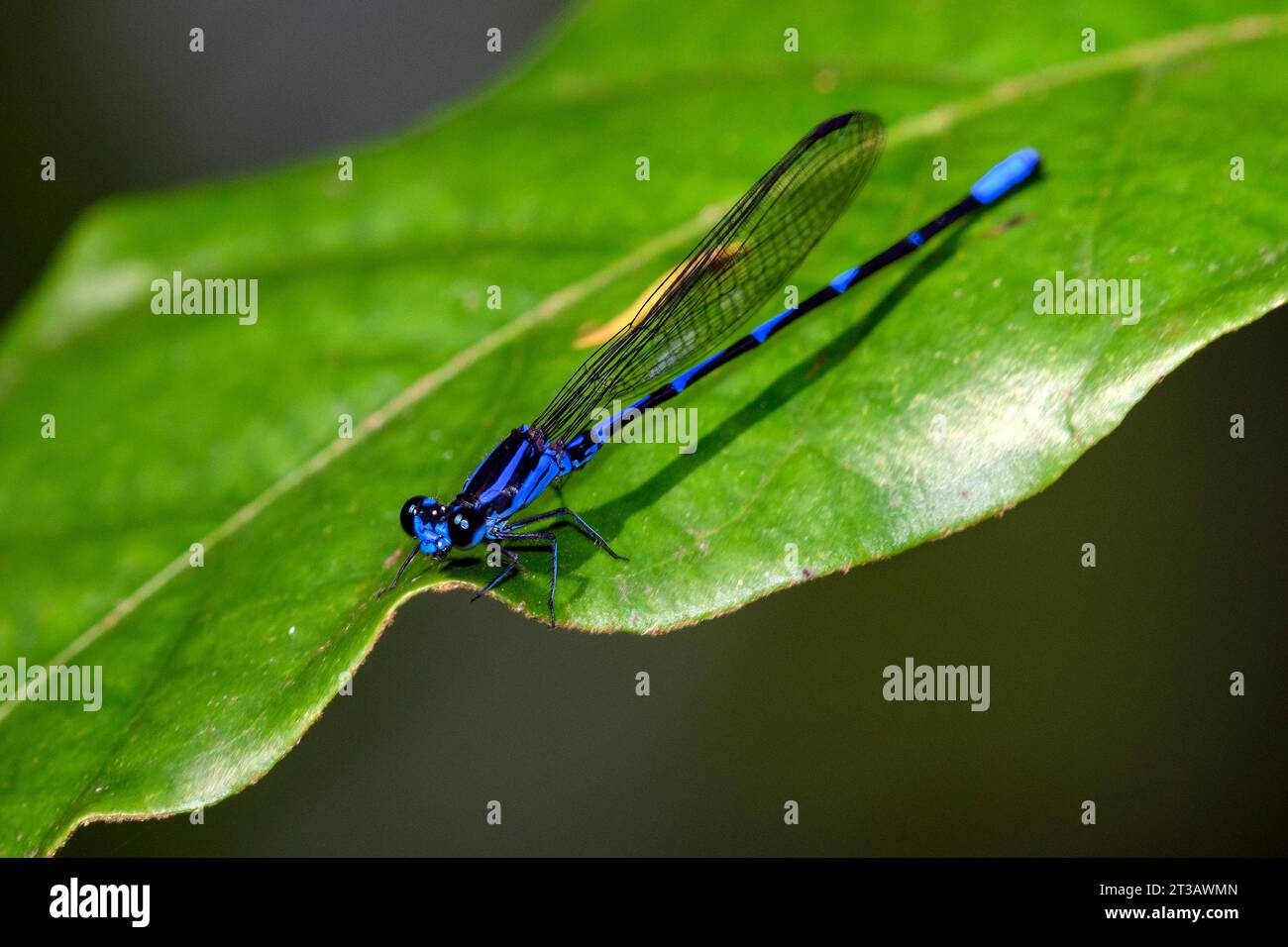 Cfoenagrionidae hi-res stock photography and images - Alamy