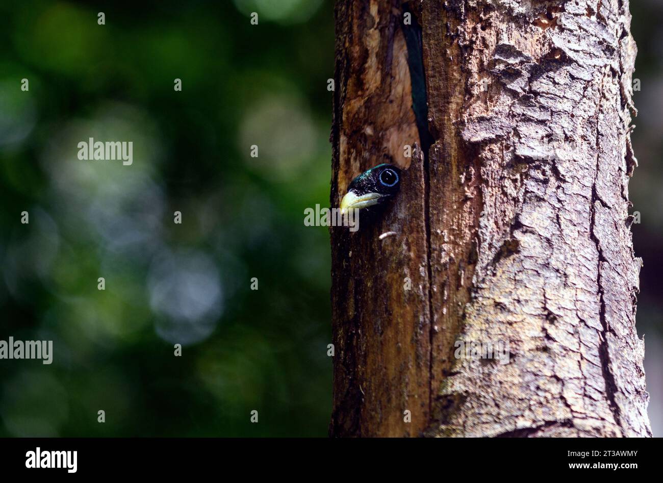 Gartered trogon (Trogon caligatus, male) in its nesting burrow. Photo ...