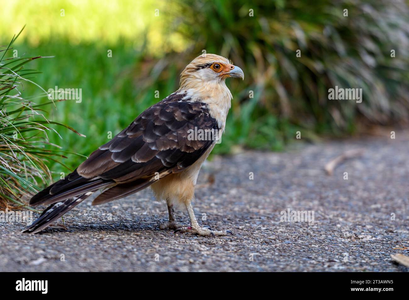 Osa peninsula yellow bird hi-res stock photography and images - Alamy