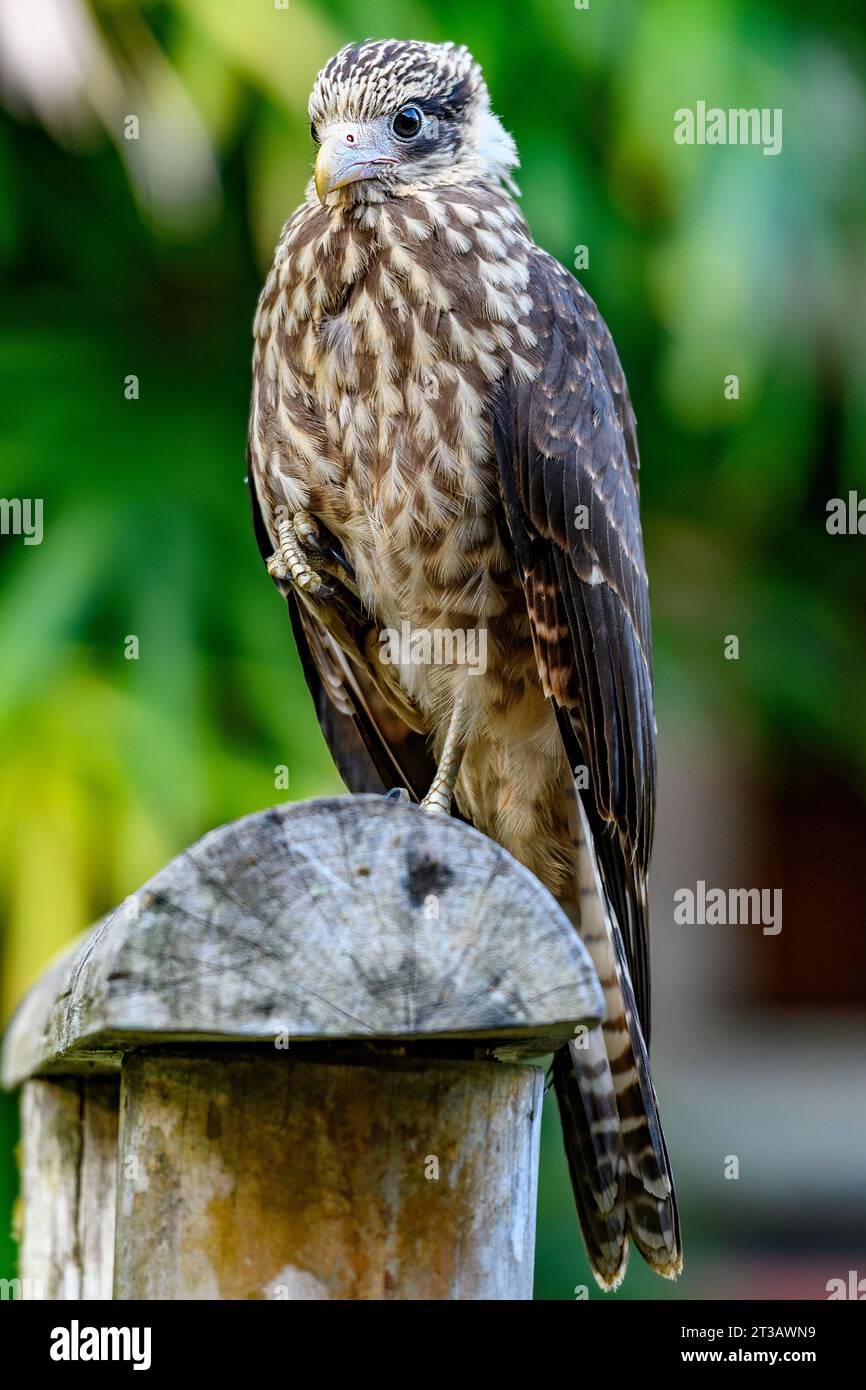 Yellow-headed caracara (Milvago chimachima, juvenile) from Osa ...