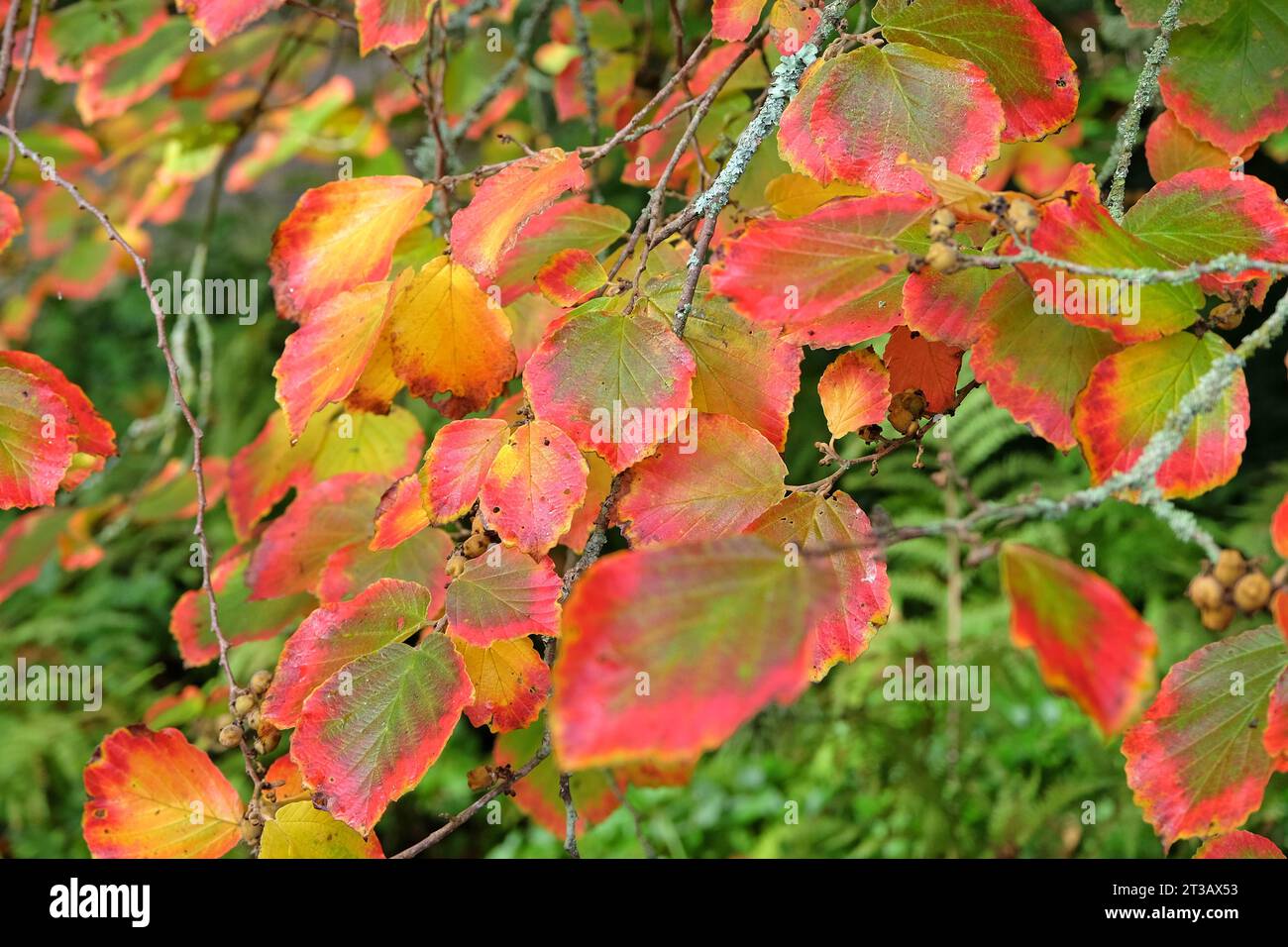The red, orange and green leaves of the hamamelis Ôruby glowÕ, also ...