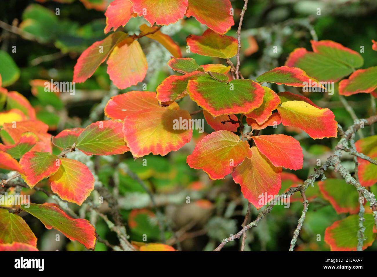 The red, orange and green leaves of the hamamelis Ôruby glowÕ, also ...