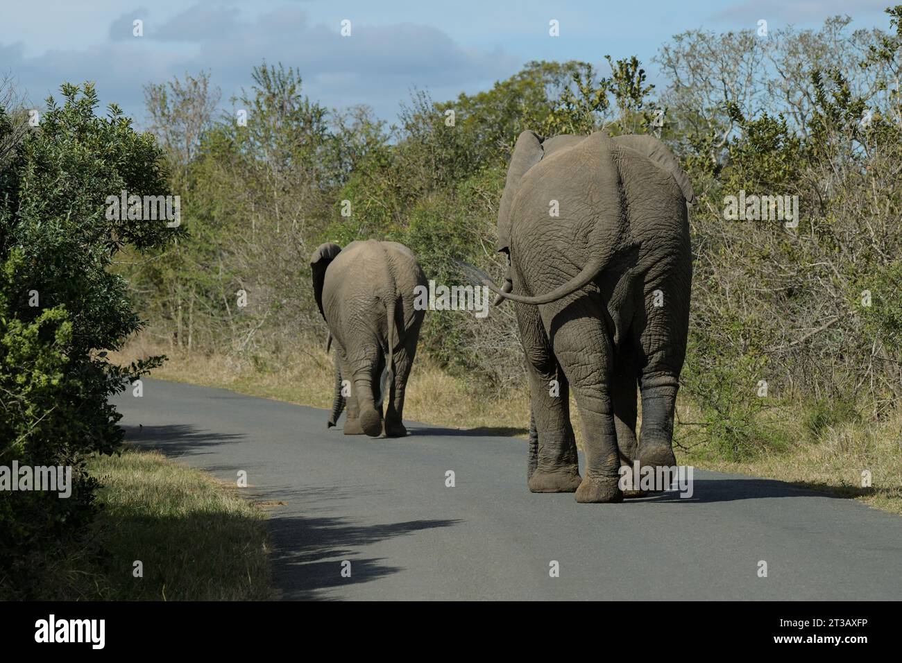 Two adult African Elephant, Loxodonta africana, walking down road ...