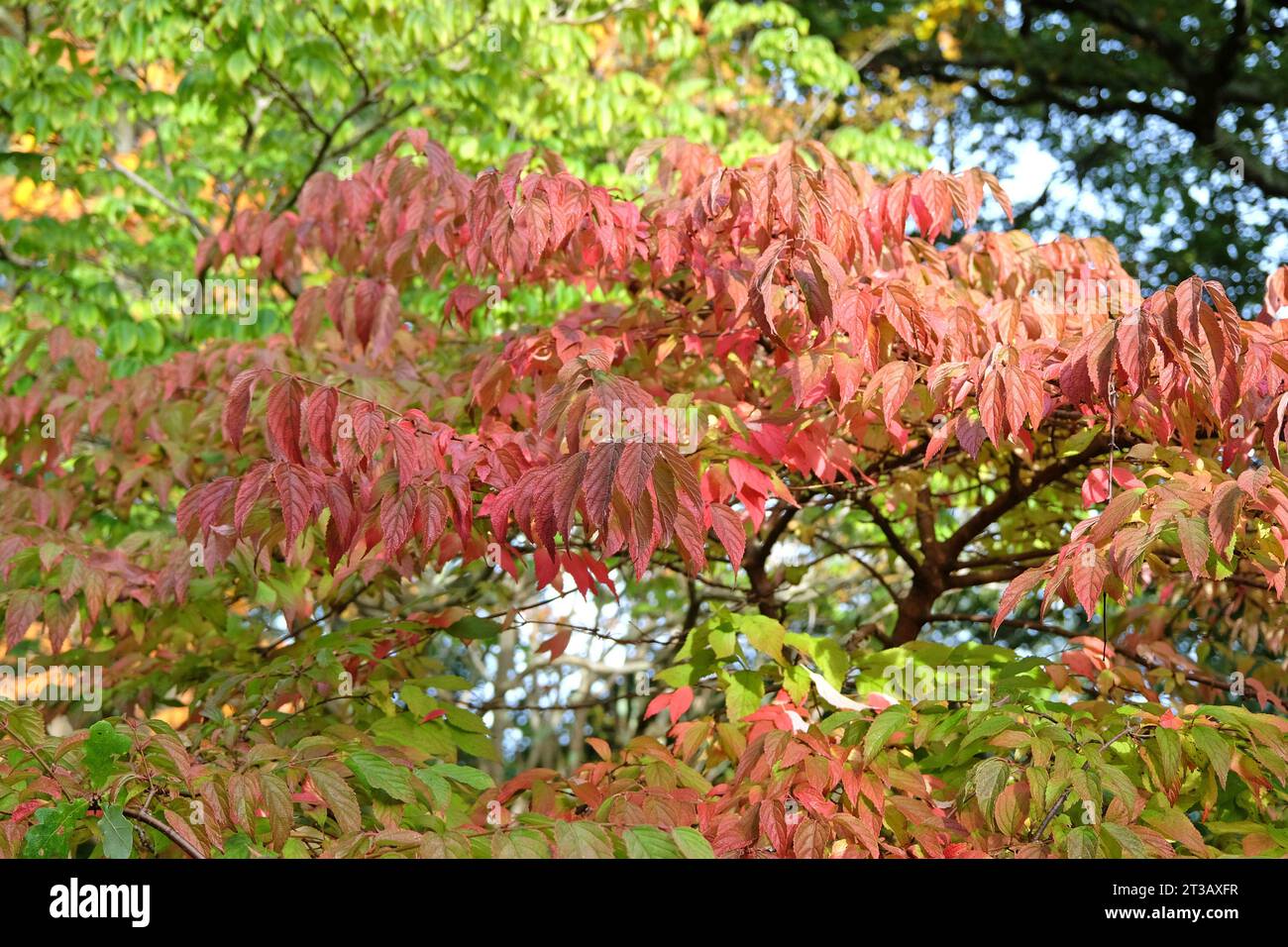 The red leaves of the Viburnum plicatum, Japanese snowball bush during ...