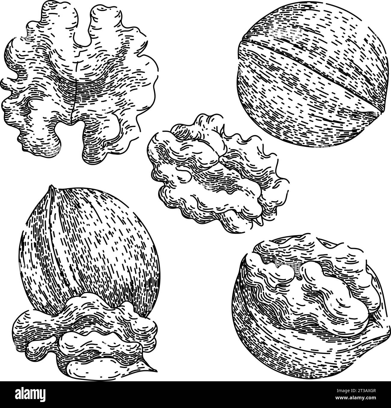 walnut set sketch hand drawn vector Stock Vector Image & Art - Alamy