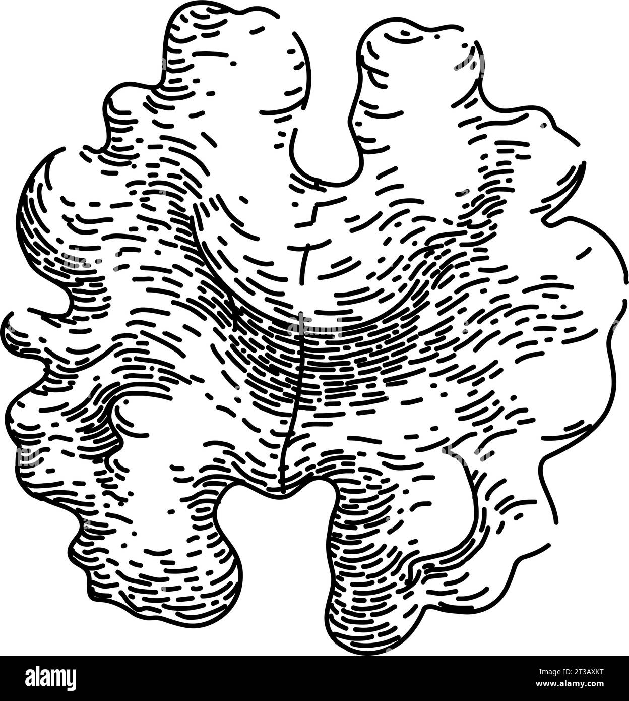 ingredient walnut sketch hand drawn vector Stock Vector Image & Art - Alamy