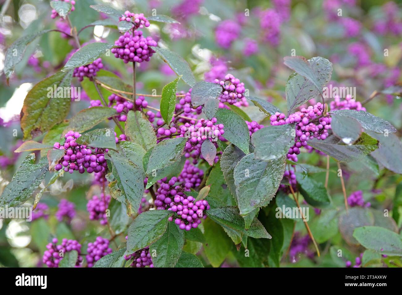 The bright purple berries of the Callicarpa 'Profusion' Beauty Berry ...