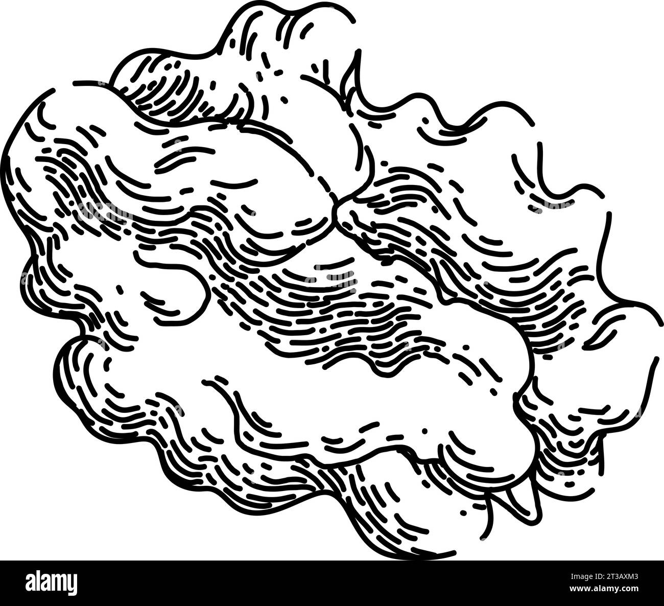 Walnut nut kernels vintage Stock Vector Images - Alamy