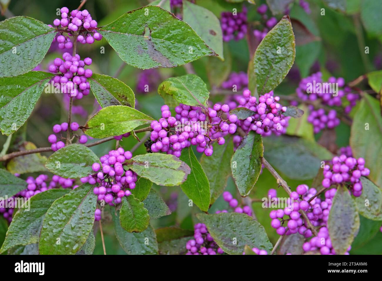The bright purple berries of the Callicarpa 'Profusion' Beauty Berry ...