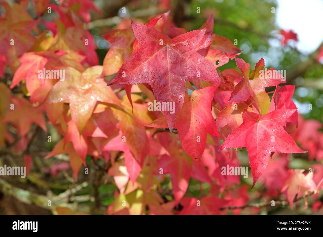 Liquidambar styraciflua lane roberts hi-res stock photography and images - Alamy