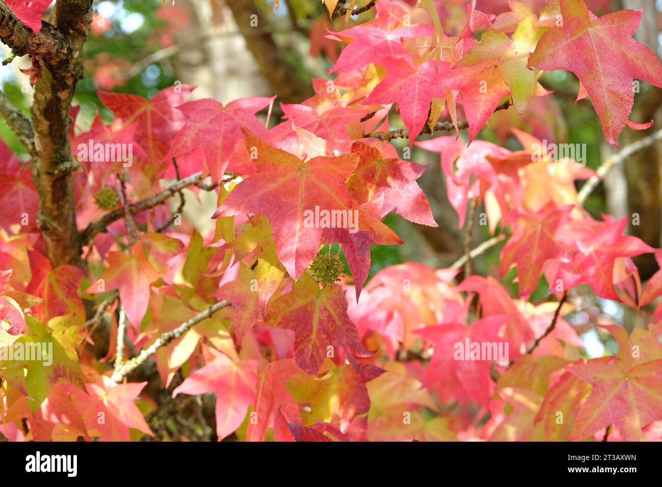 Liquidambar styraciflua lane roberts hi-res stock photography and images - Alamy
