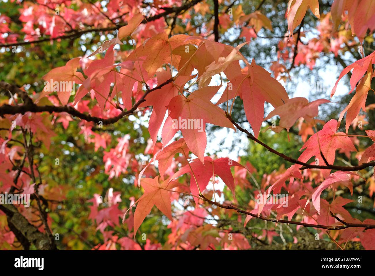 The red and orange leaves of the Liquidambar styraciflua 'Lane RobertsÕ, also known as a ...