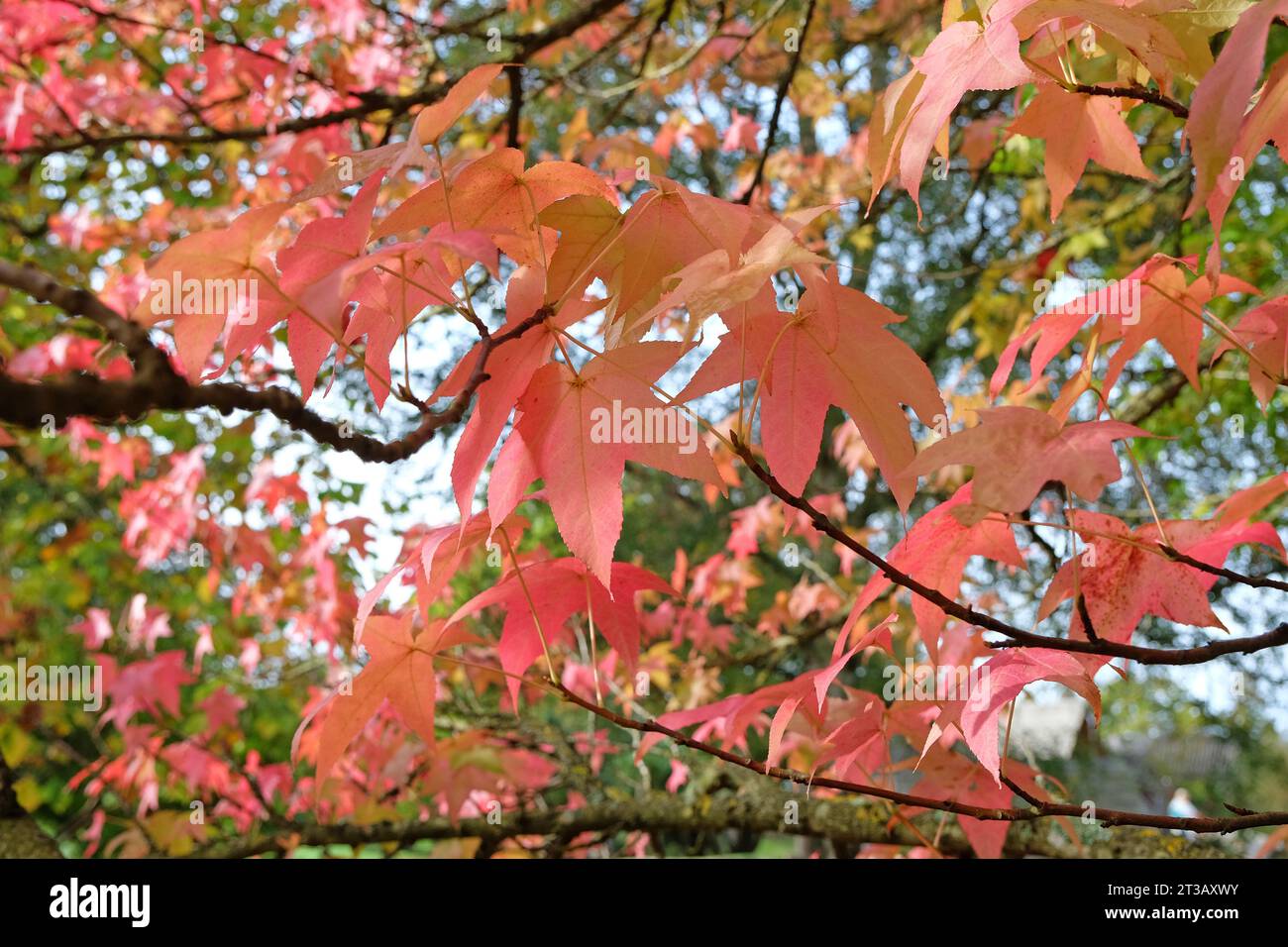 Liquidambar styraciflua lane roberts hi-res stock photography and images - Alamy