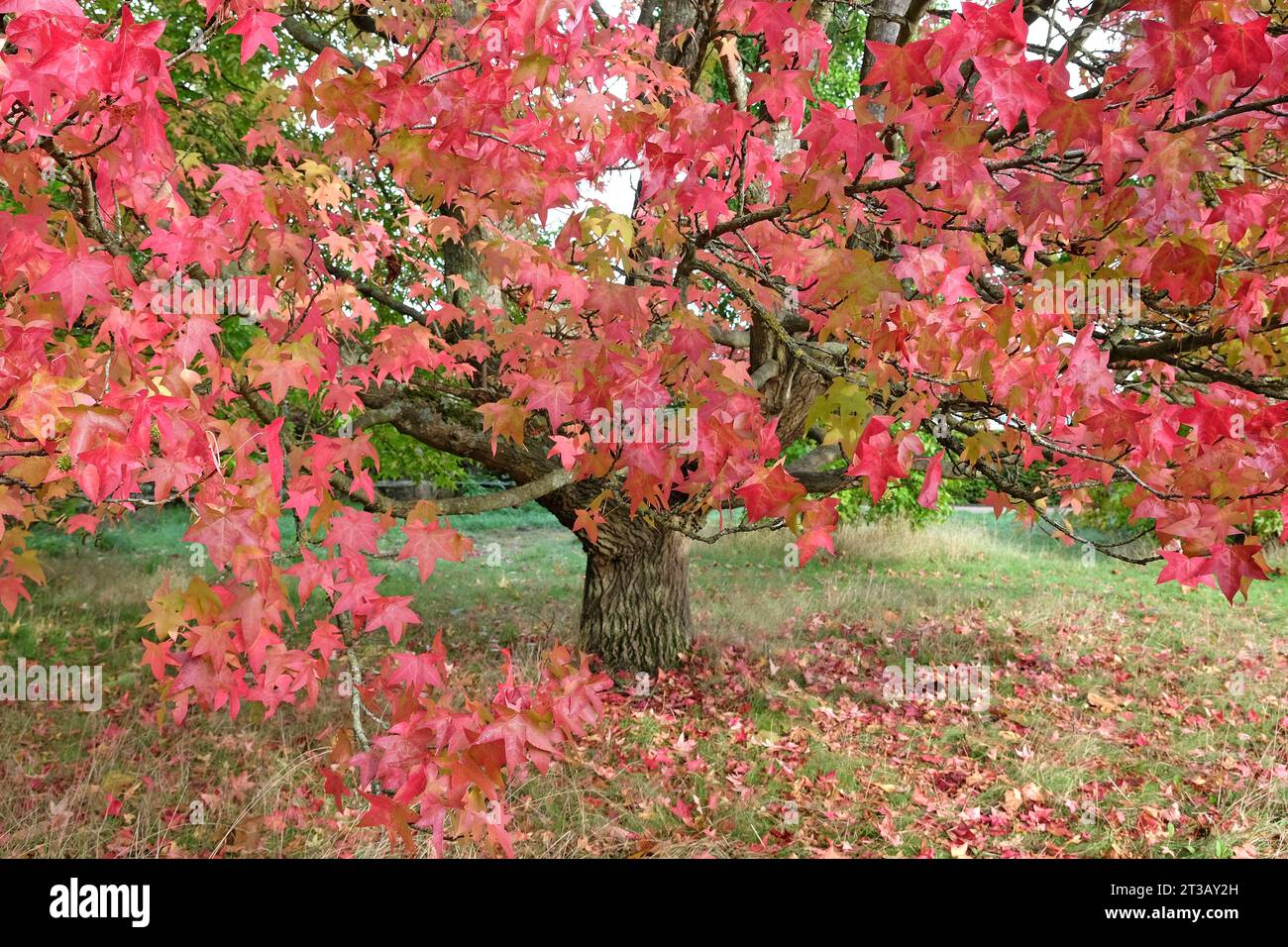 Liquidambar styraciflua lane roberts hi-res stock photography and images - Alamy
