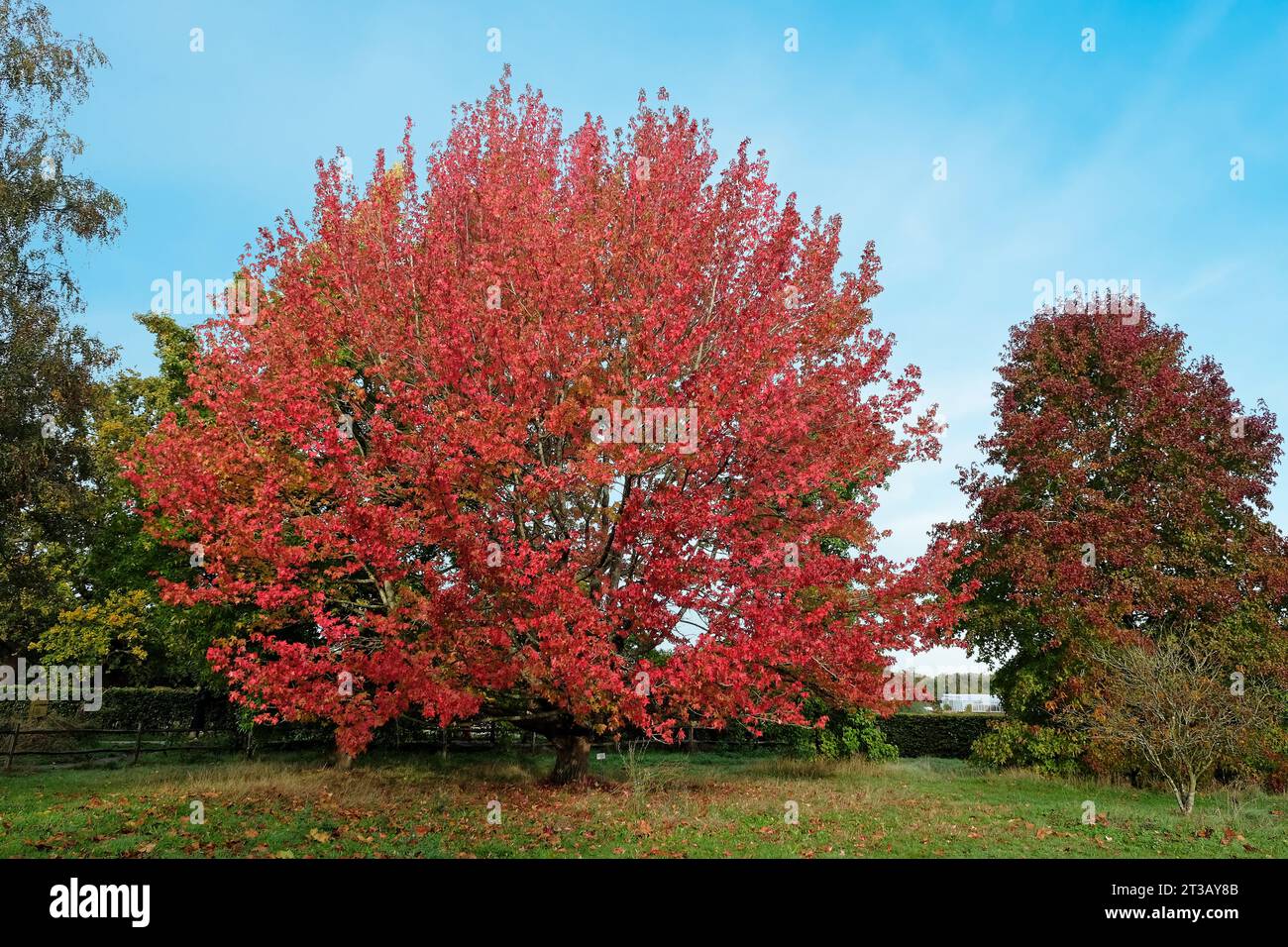 Liquidambar styraciflua lane roberts hi-res stock photography and images - Alamy