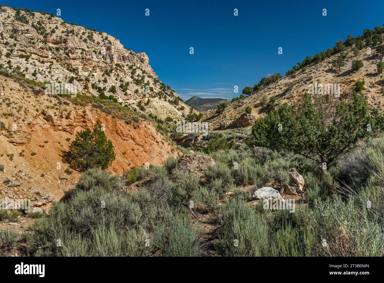 Sagebrush in Soldier Canyon, Fishlake Plateau, Fishlake National Forest ...