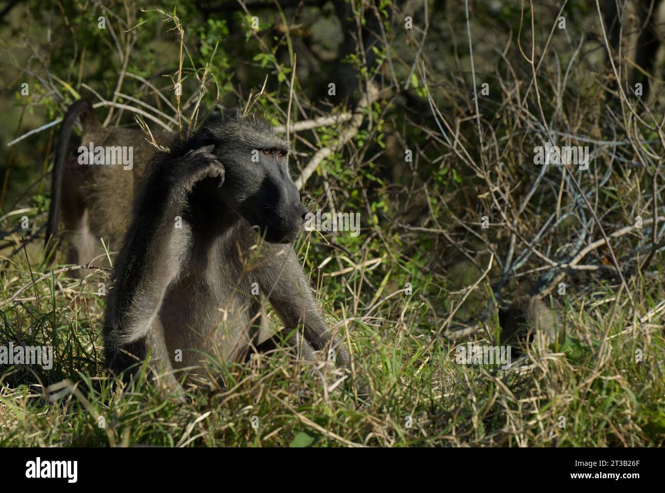 Beautiful adult Chacma Baboon, Papio ursinus, scratching ear ...