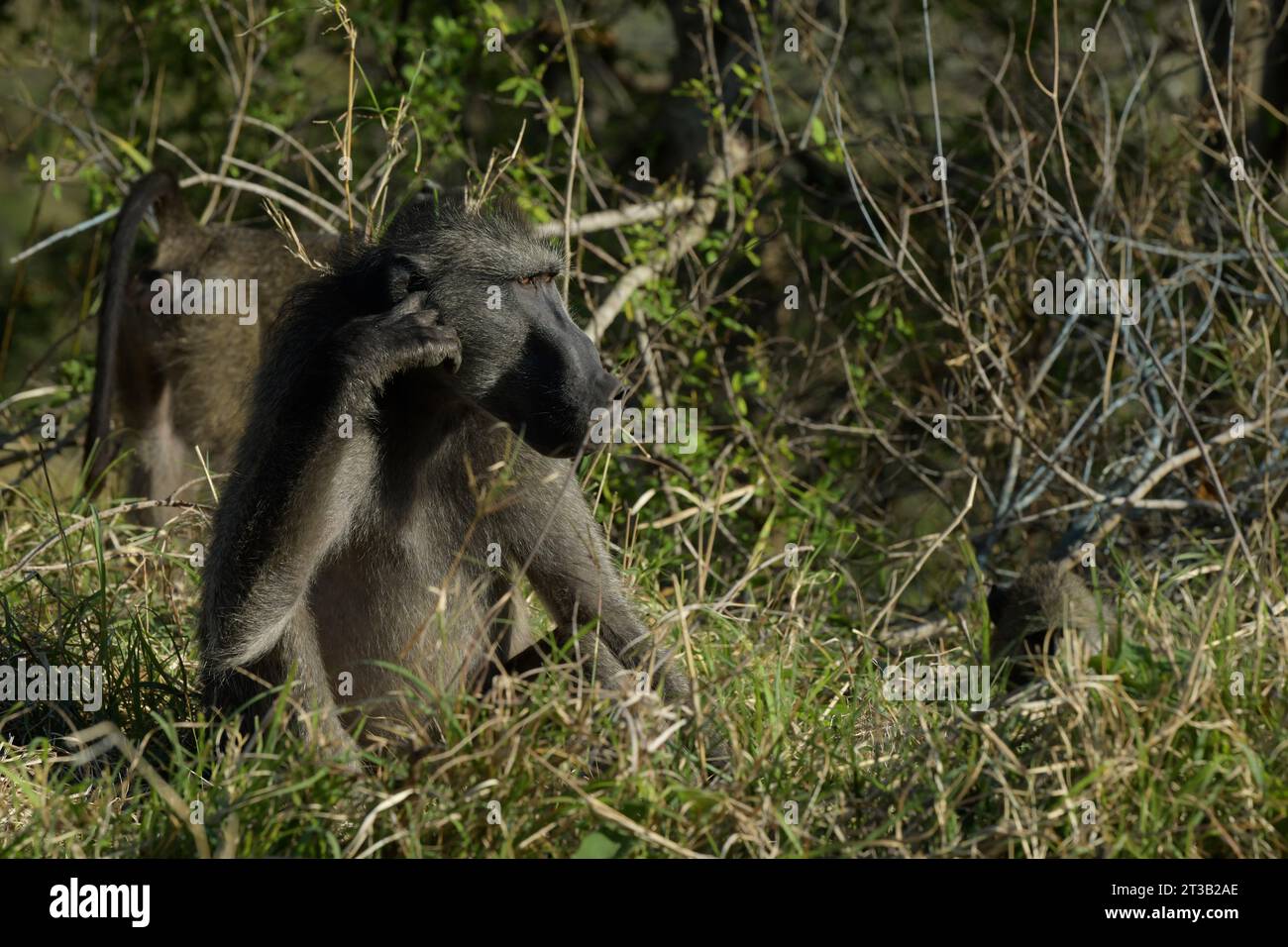Beautiful adult Chacma Baboon, Papio ursinus, scratching ear ...