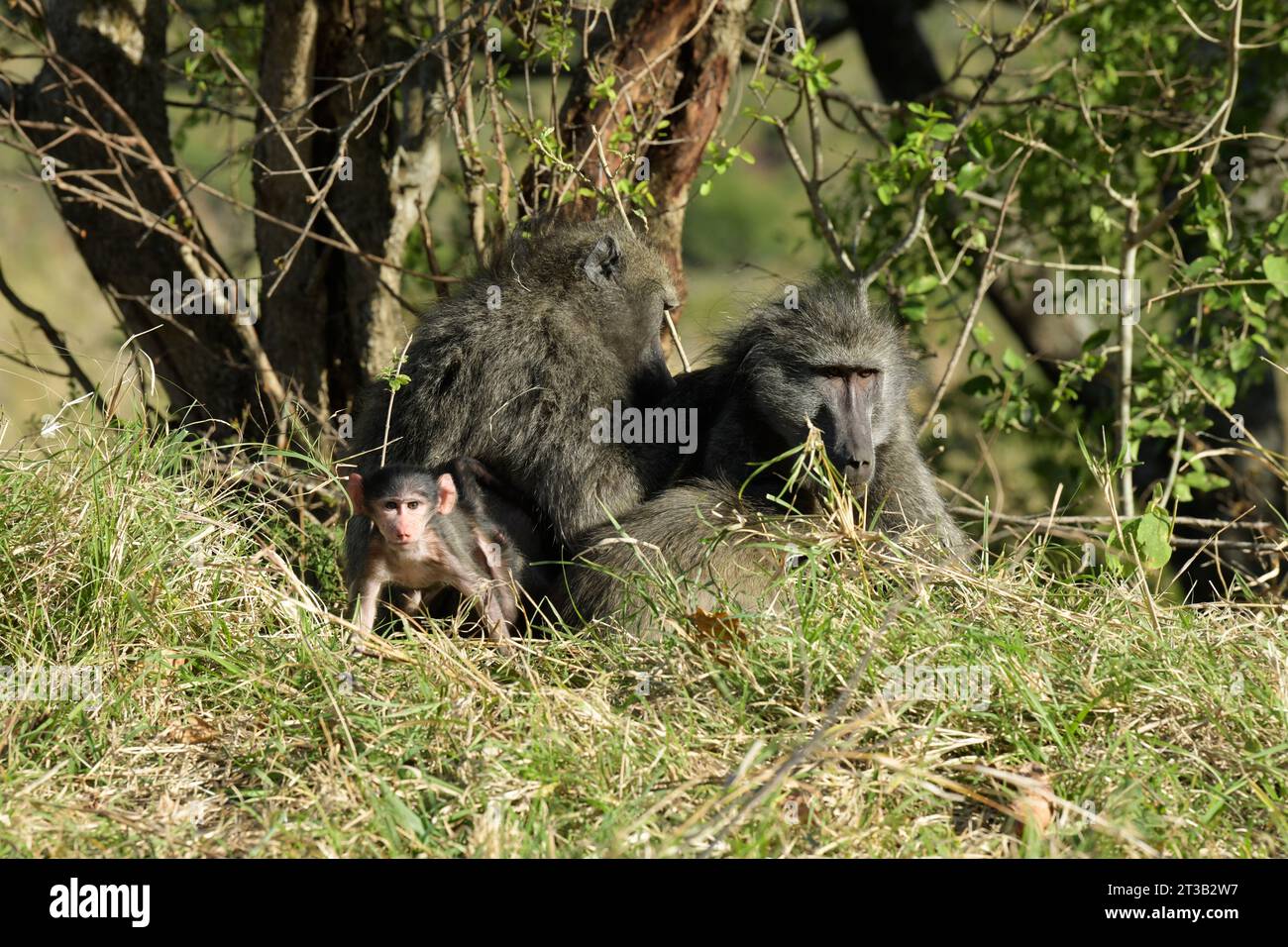 Beautiful animal family, group of Chacma Baboon, Papio ursinus ...