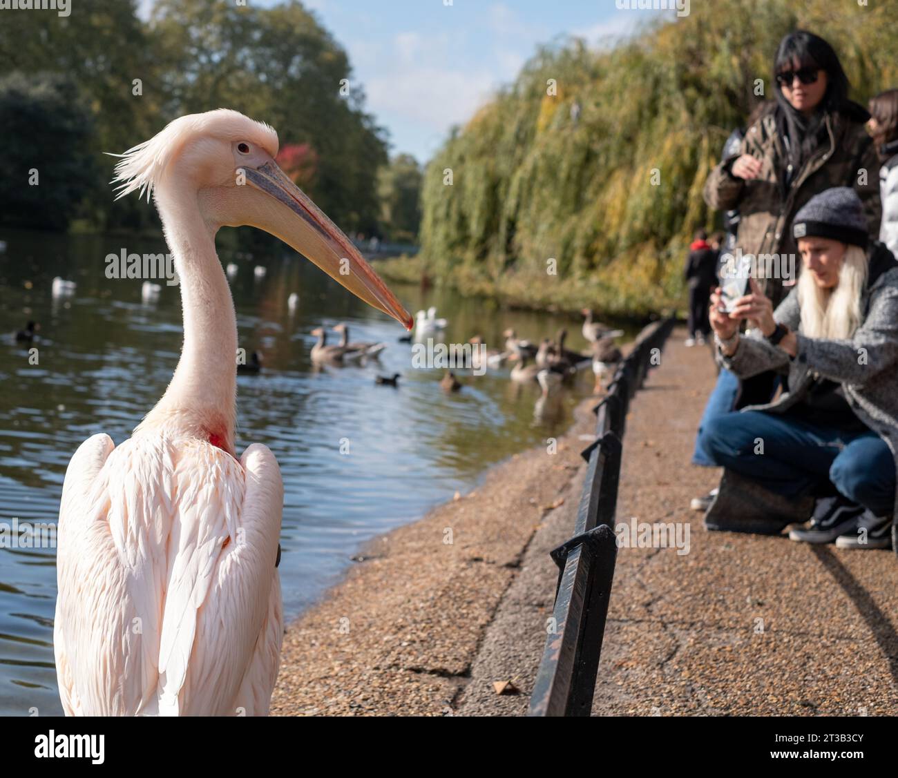 People photograph and interact with colourful pink pelicans with long ...