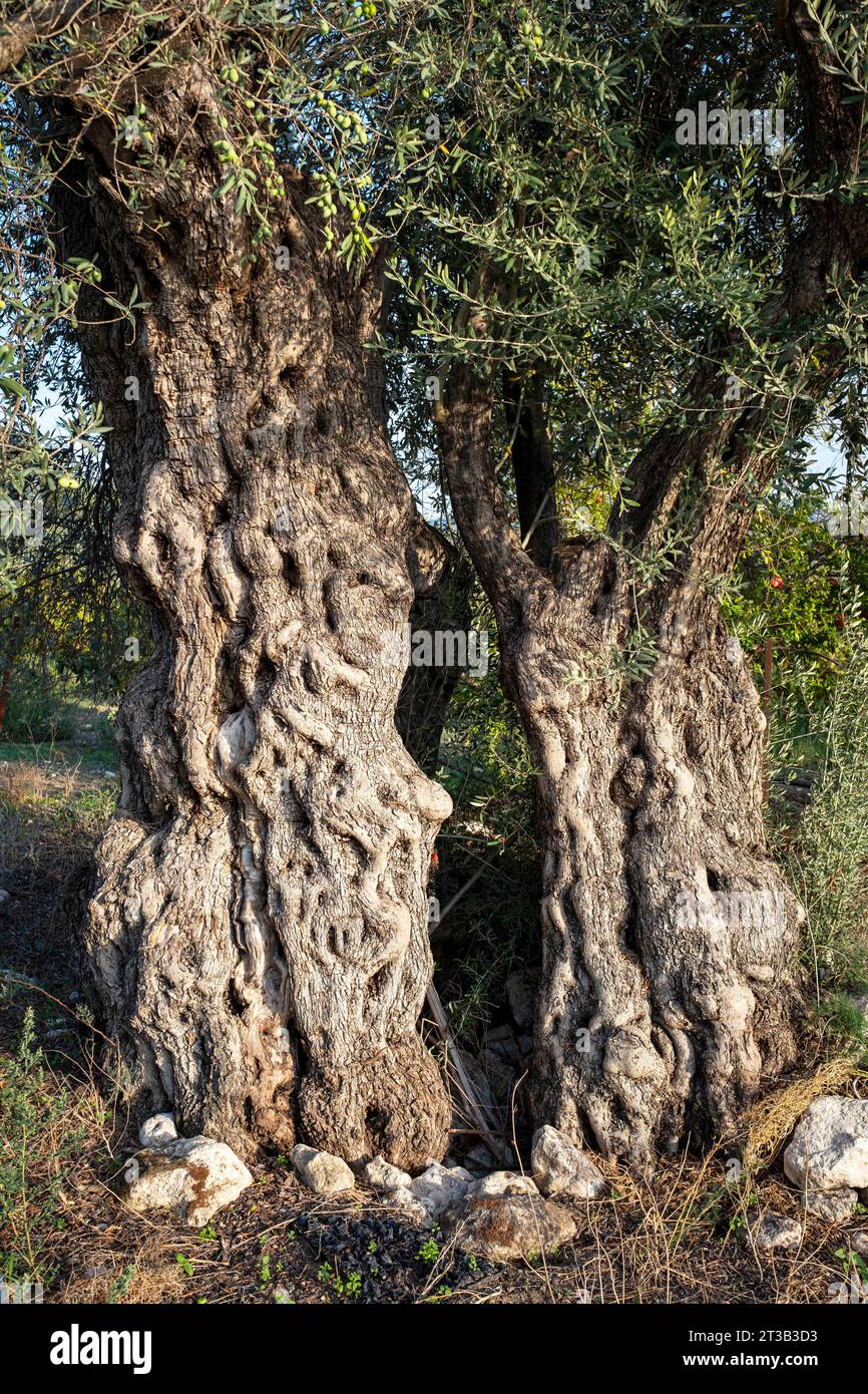 Ancient olive tree (Olea Europe) that has split in two, Paphos district ...