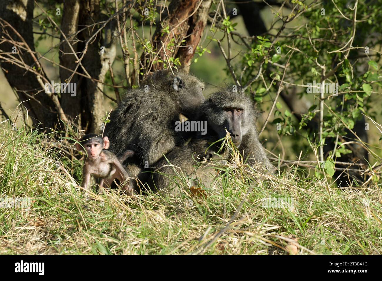 Beautiful animal family, group of Chacma Baboon, Papio ursinus ...