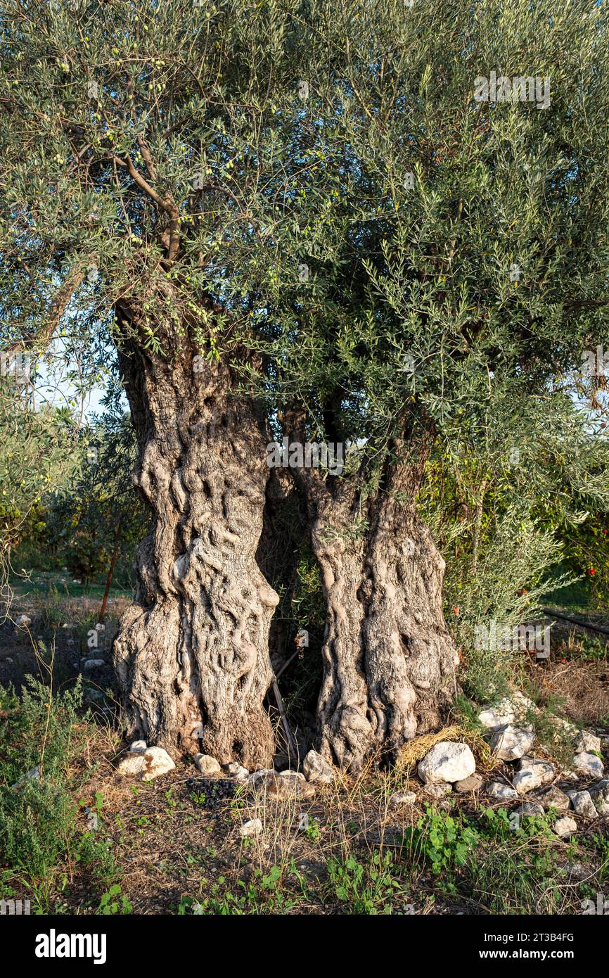 Ancient olive tree (Olea Europe) that has split in two, Paphos district ...