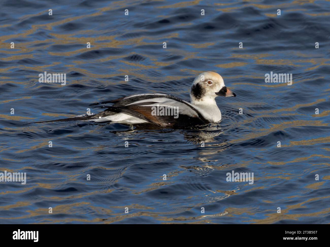 Handsome male long tailed duck swimming in the blue sea Stock Photo - Alamy