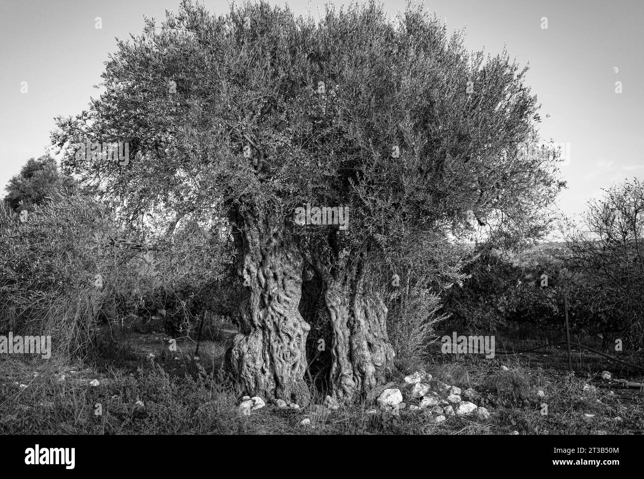 Ancient olive tree (Olea Europe) that has split in two, Paphos district ...