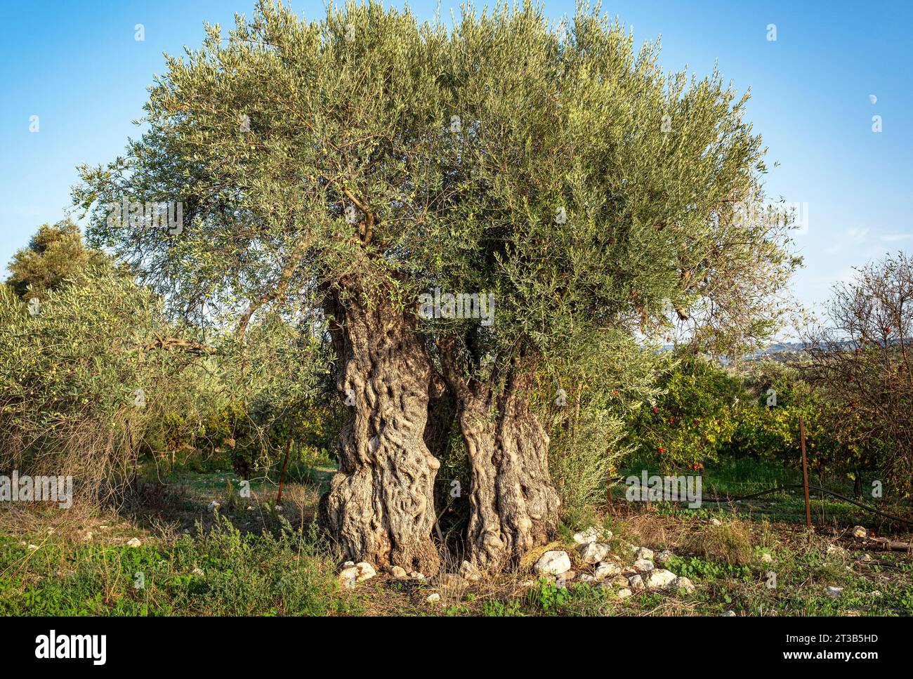 Ancient olive tree (Olea Europe) that has split in two, Paphos district ...
