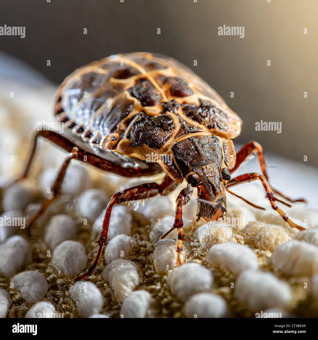 Generated imageBedbug Close up of Cimex hemipterus - bed bug on bed ...
