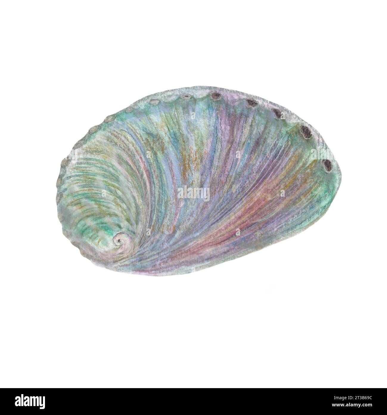 Abalone underwater hi-res stock photography and images - Alamy