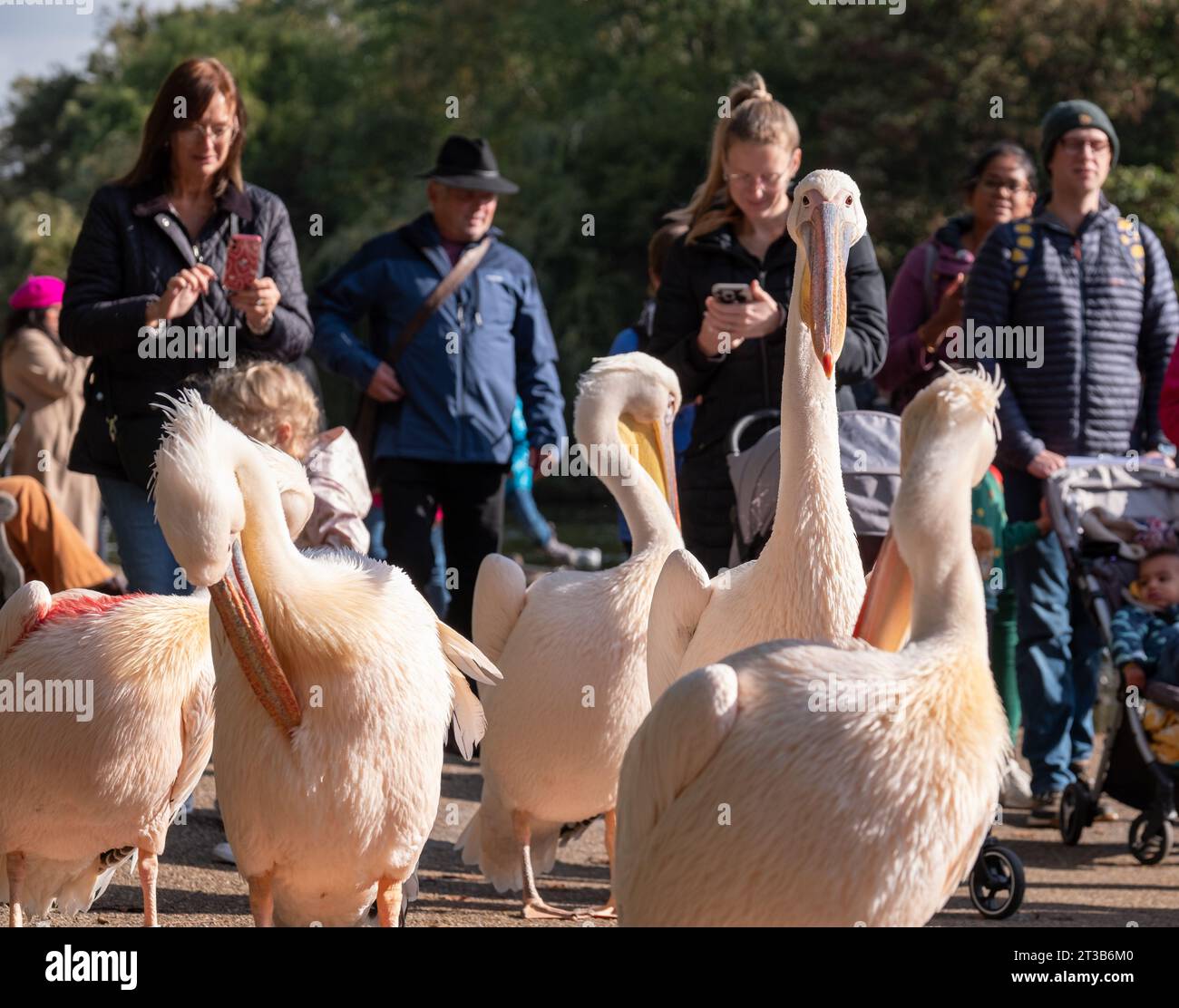 People photograph and interact with colourful pink pelicans with long ...