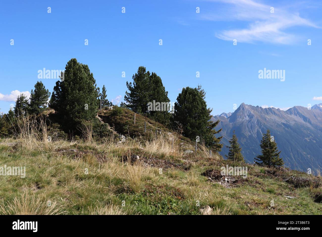 view of a small group of pine trees on an alpine hilltop Stock Photo ...