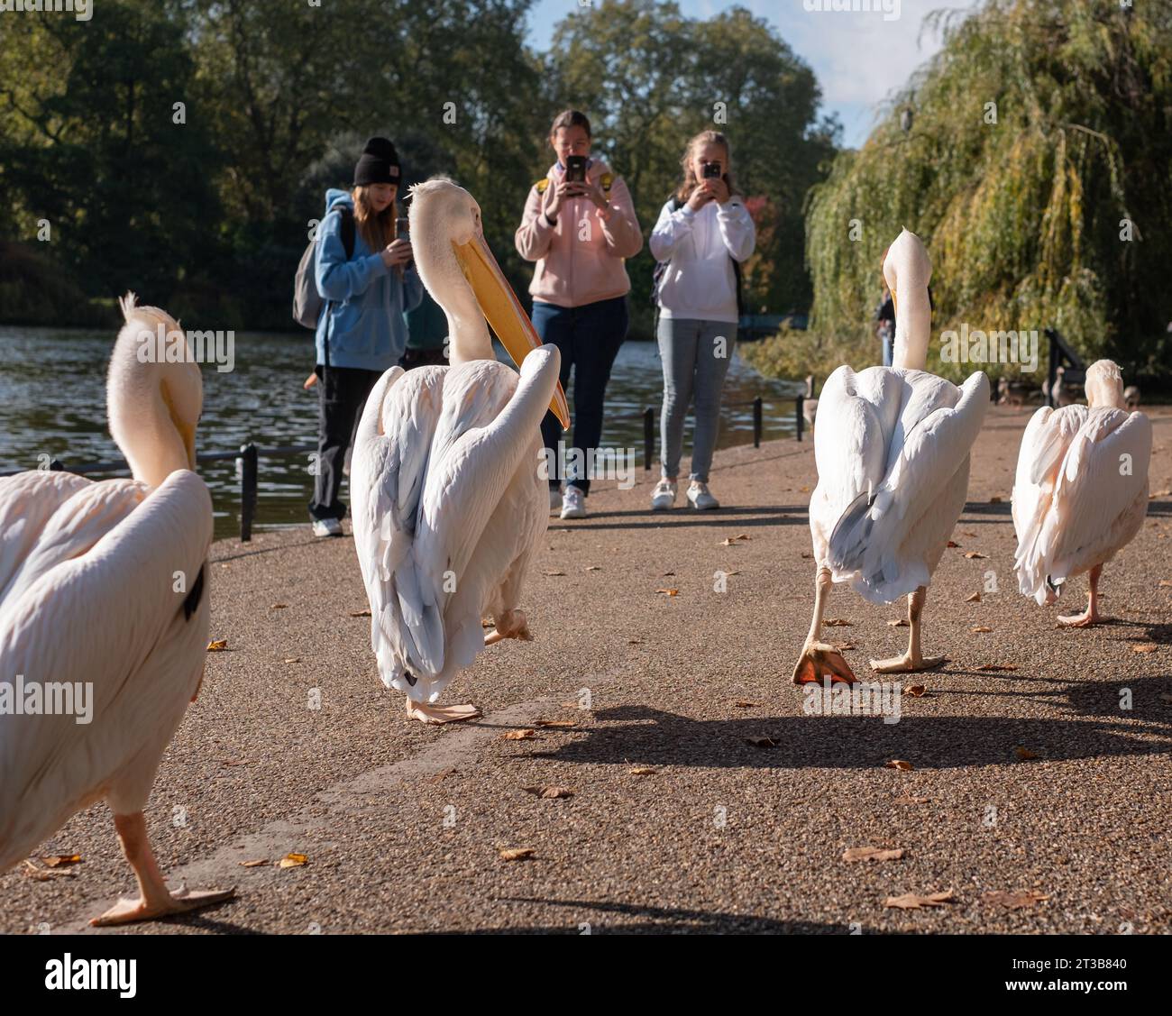 People photograph and interact with colourful pink pelicans with long ...