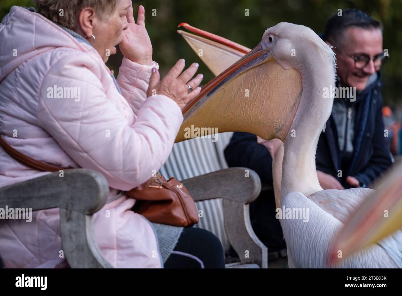 Woman interacts with colourful pink pelicans with long beaks, by the ...